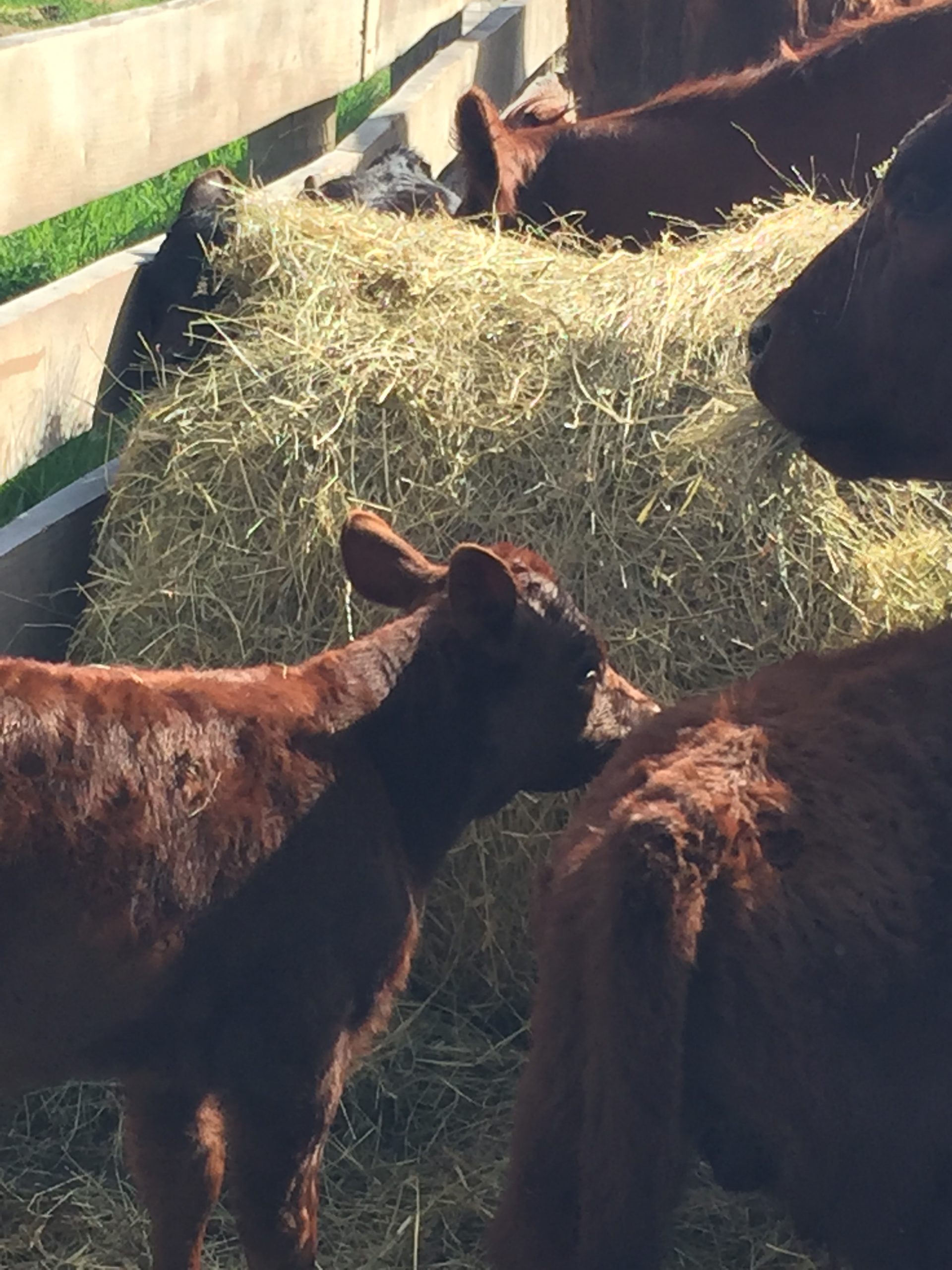 Beef | Pine Tree Poultry