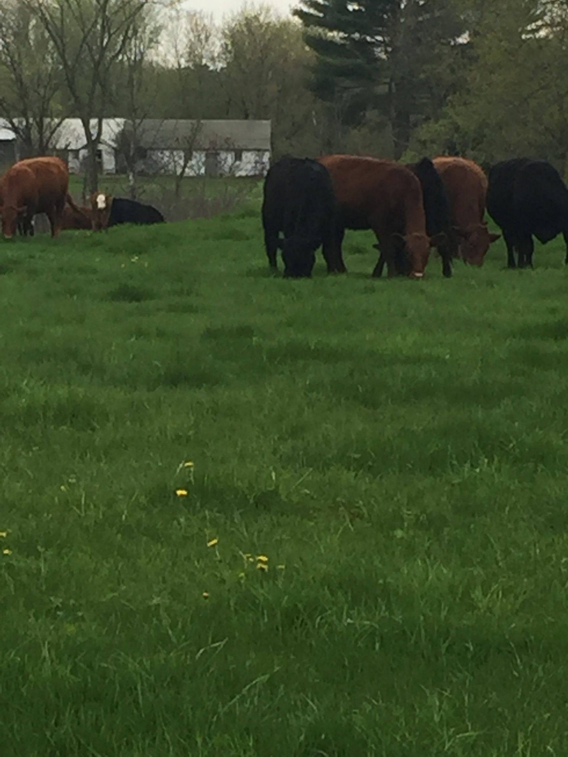 Beef | Pine Tree Poultry